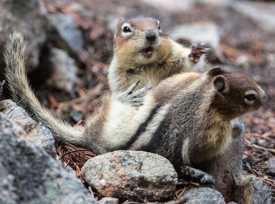 You Have to See These Pictures of Two Squirrels Play-Fighting | E! News